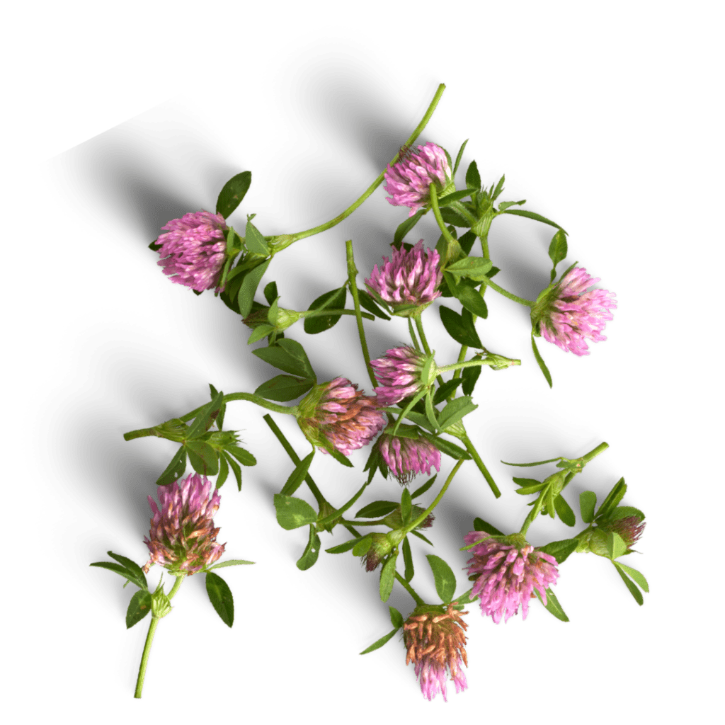 About - Peeka Trenkle